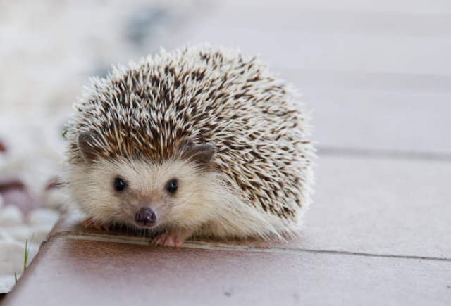 Astor Pet Shop - Állataink