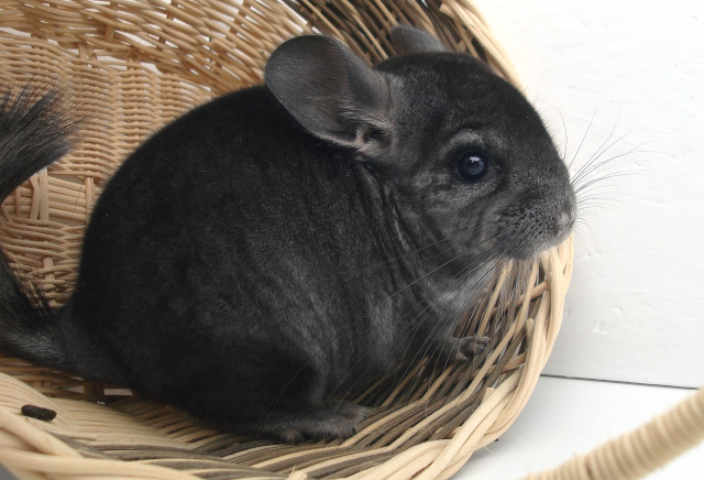 Astor Pet Shop - Állataink