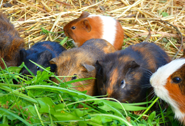 Astor Pet Shop - Állataink