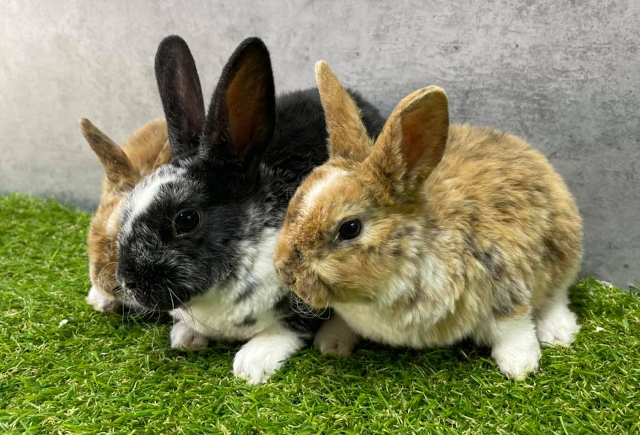 Astor Pet Shop - Állataink