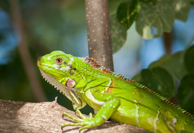 Astor Pet Shop - Állataink